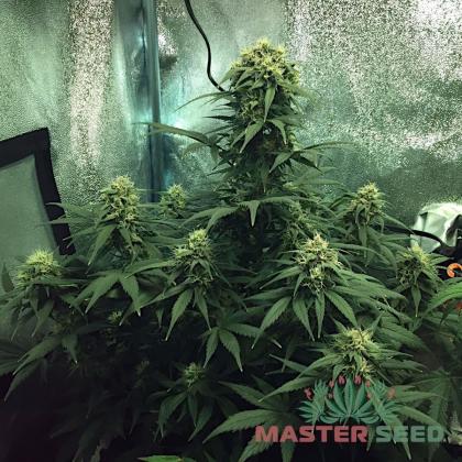 Семена конопли Cheese autofem купить от Master-Seed Испания. Оригинал в ...